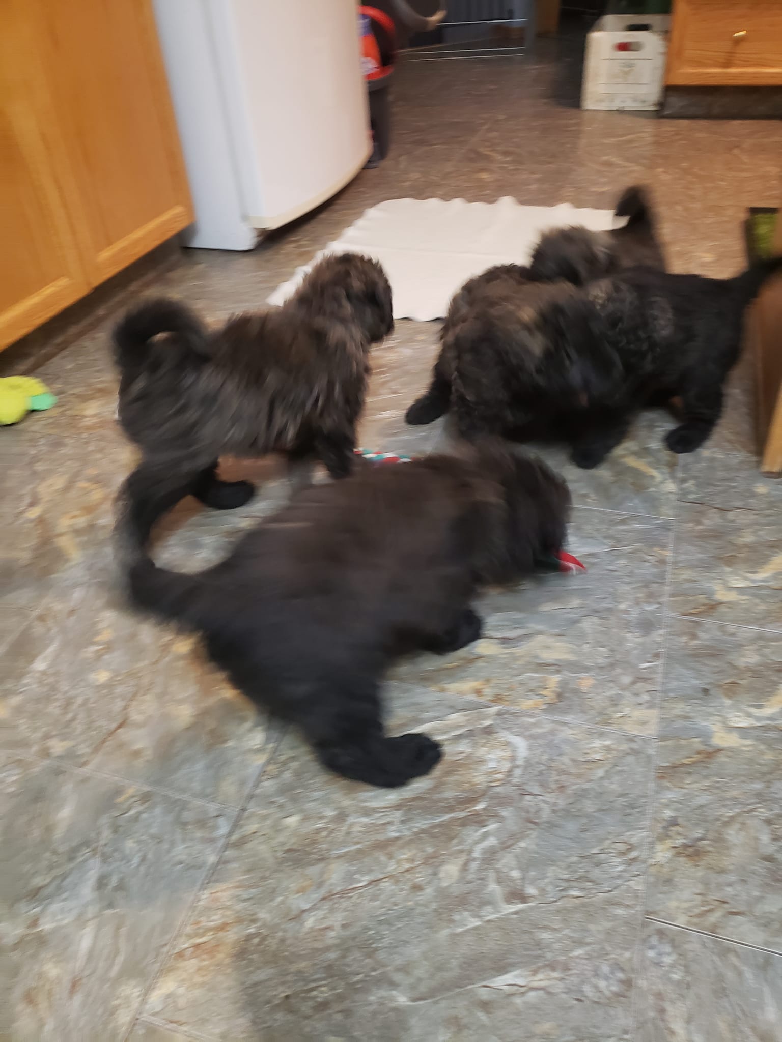 Happy Monday! – Bearhaven Bouviers