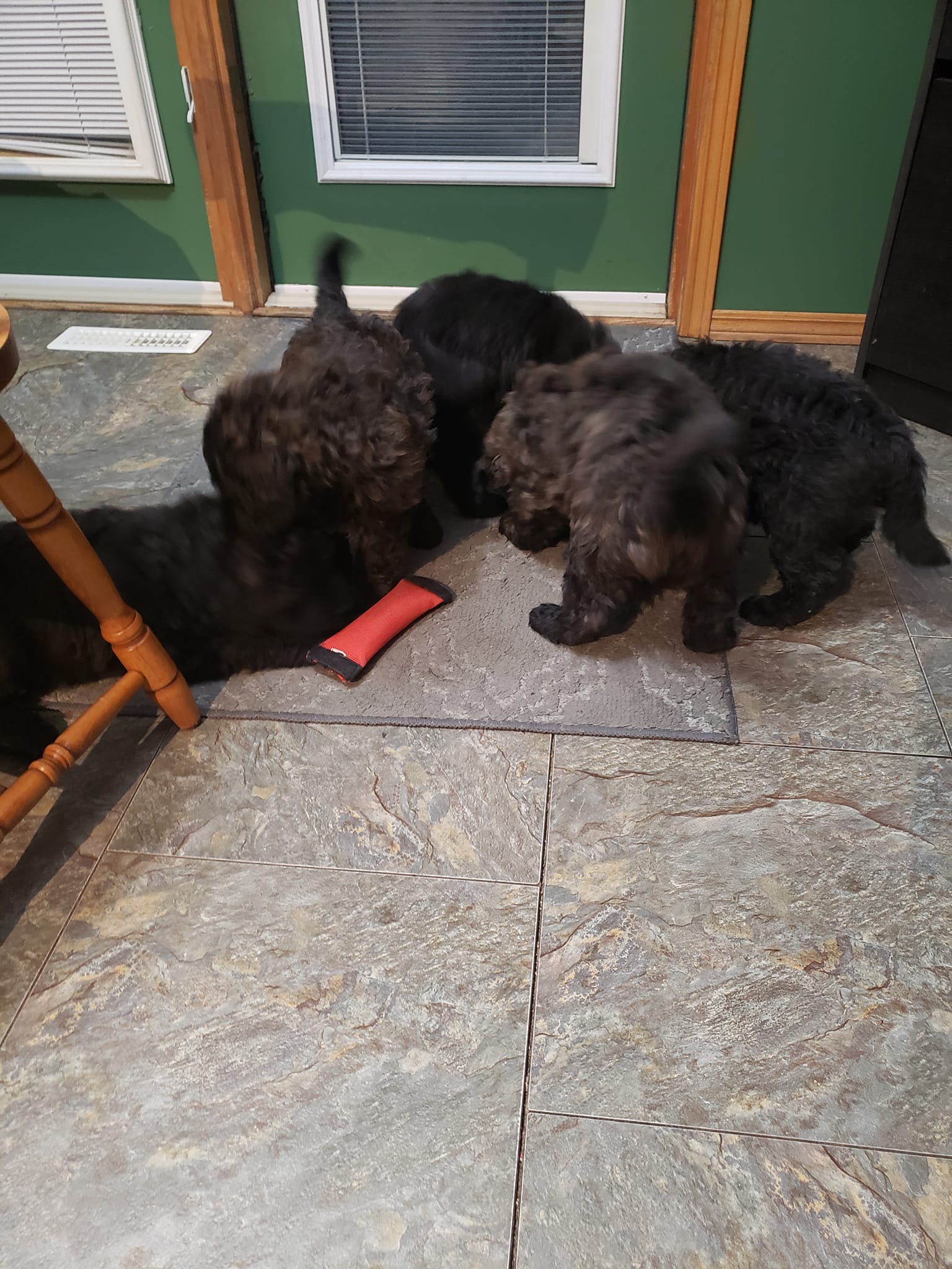 Happy Monday! – Bearhaven Bouviers