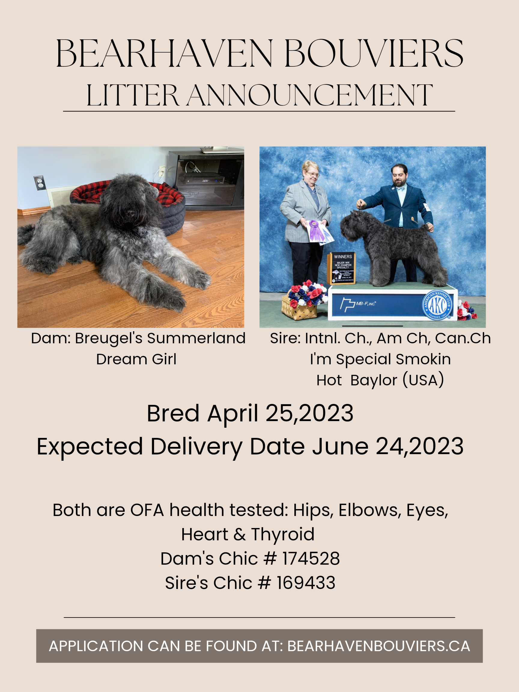Litter Announcement – Bearhaven Bouviers
